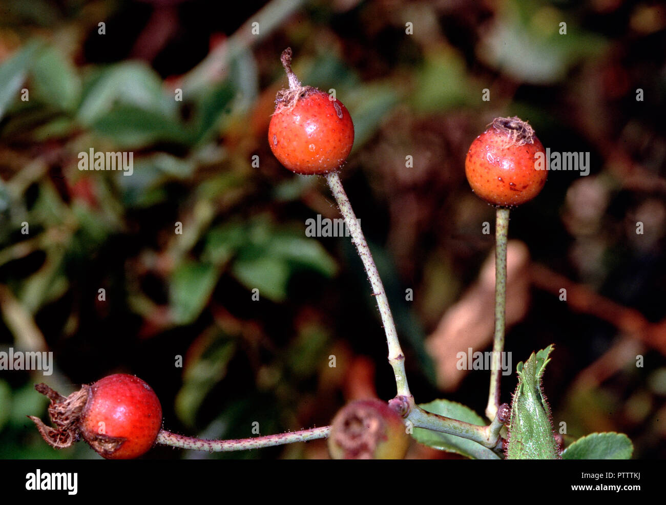 Wild rose fruit Stock Photo - Alamy