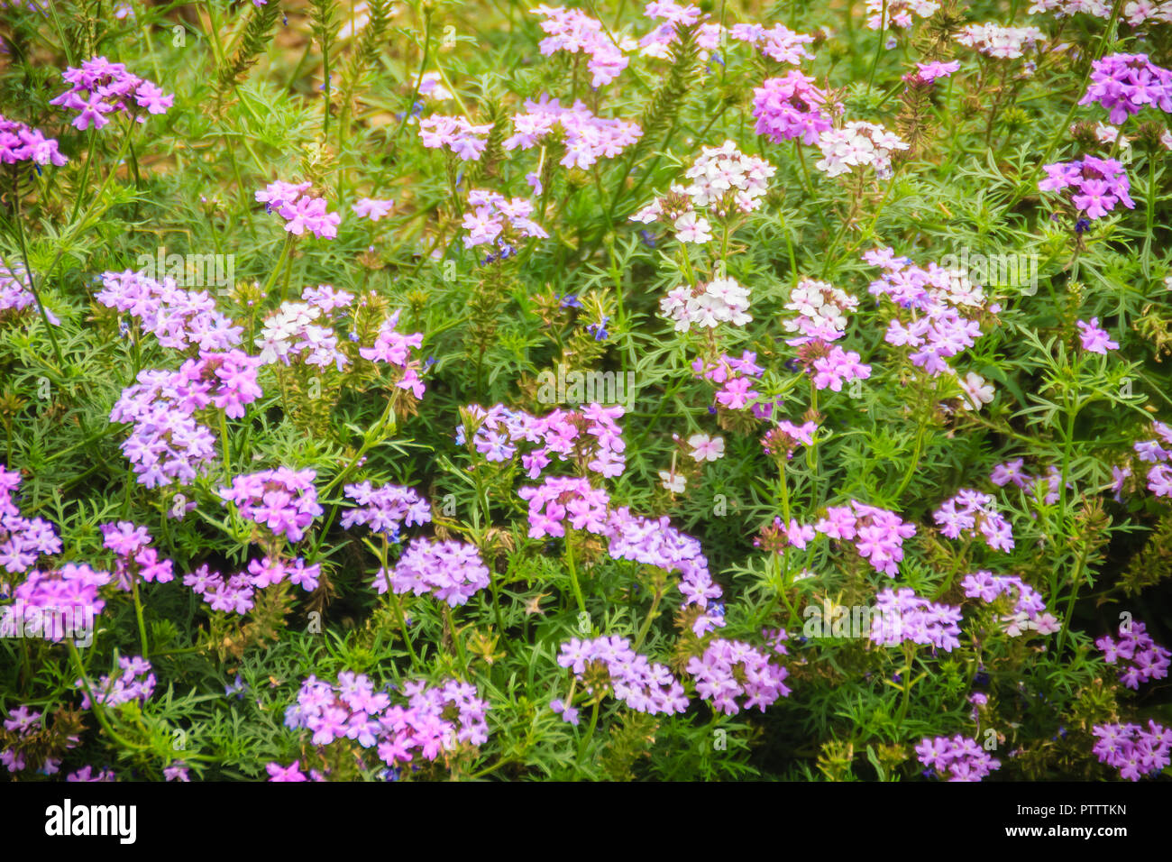 Beautiful purple flower of Glandularia pulchella, a species of ...