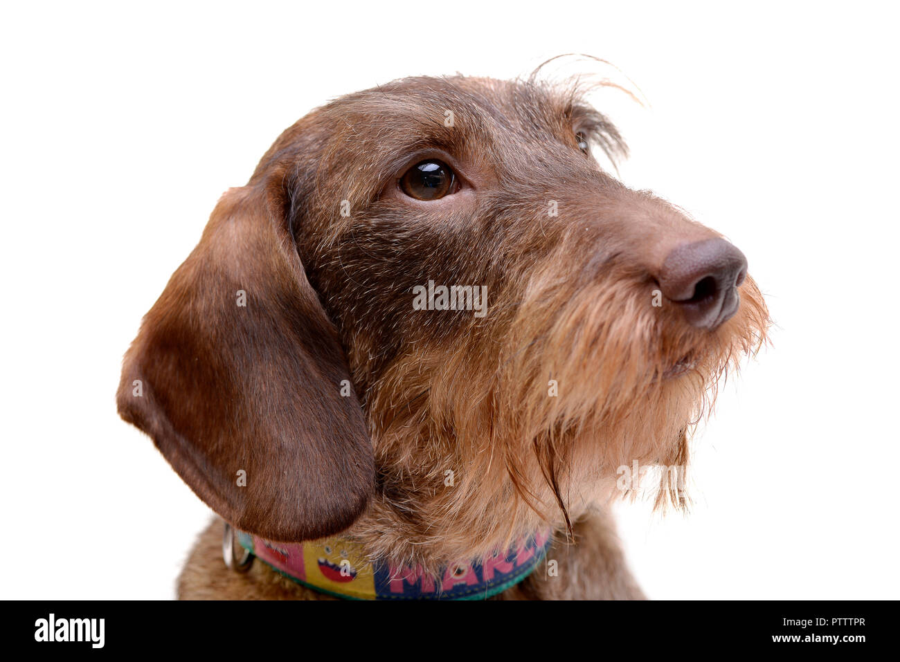 Portrait of an adorable wire haired Dachshund - isolated on white ...