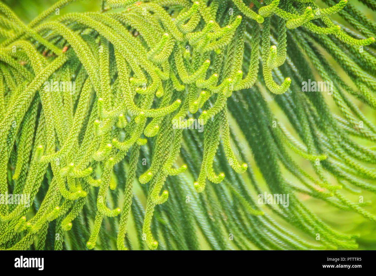 Norfolk Island pine (Araucaria heterophylla) green leaves background ...