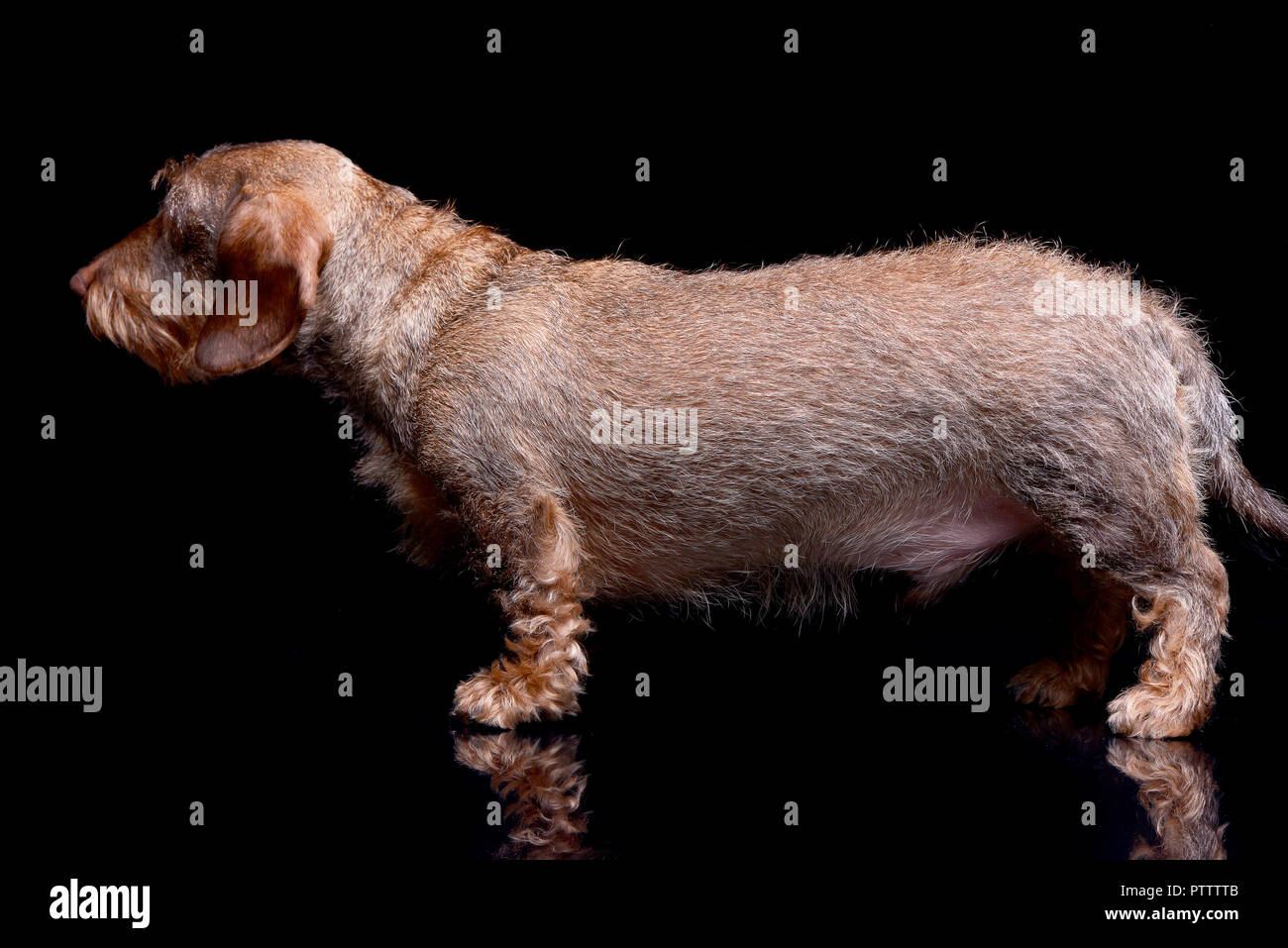 Standard long haired dachshund hi-res stock photography and images - Alamy Standard long haired dachshund hi-res stock photography and images - Alamy