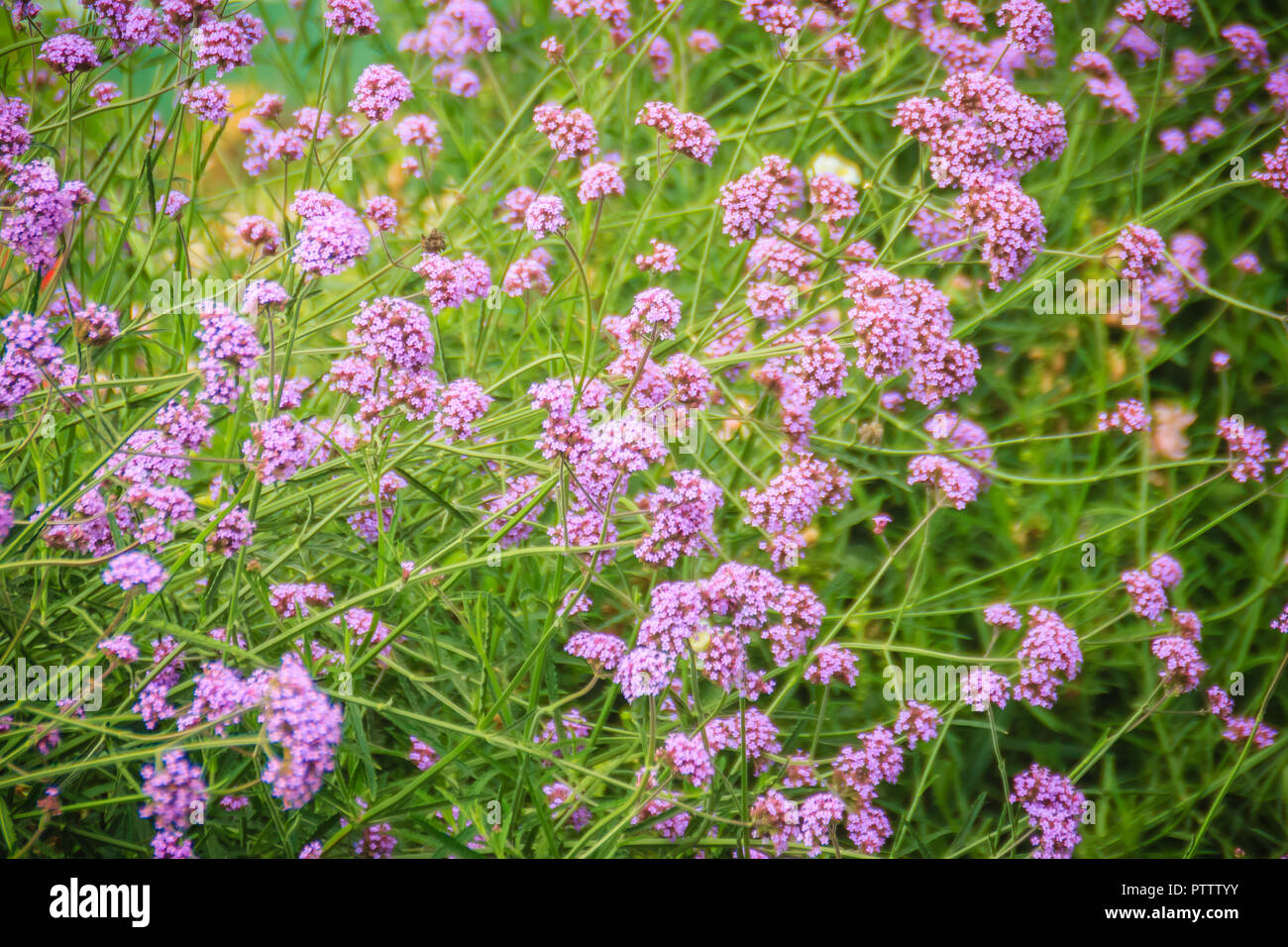 Beautiful purple flower of Verbena bonariensis, also know as purpletop ...