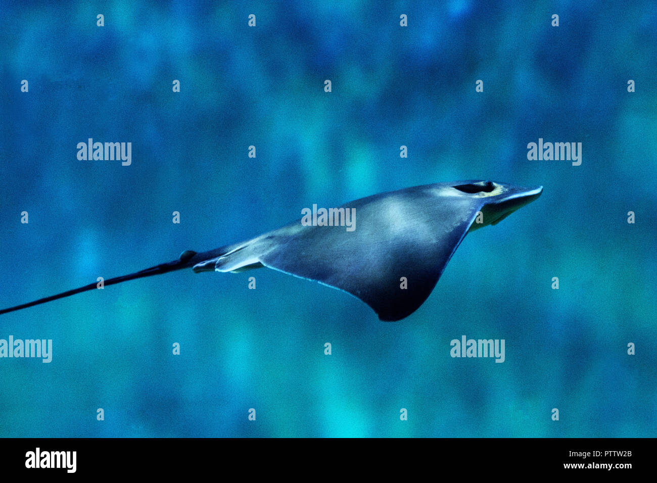 Friendly stingray hi-res stock photography and images - Alamy