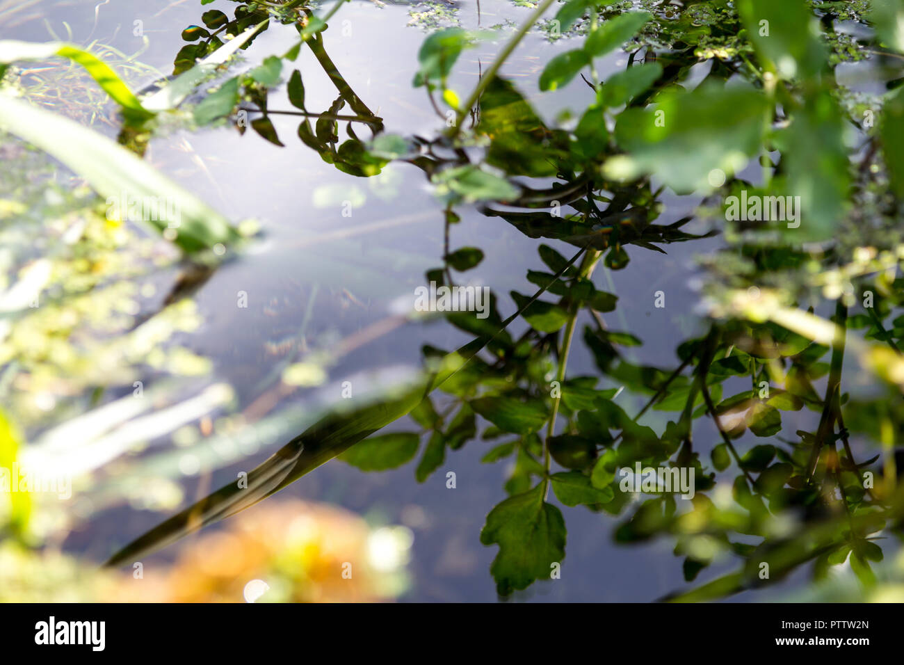 Reflection illusion animal hi-res stock photography and images - Alamy