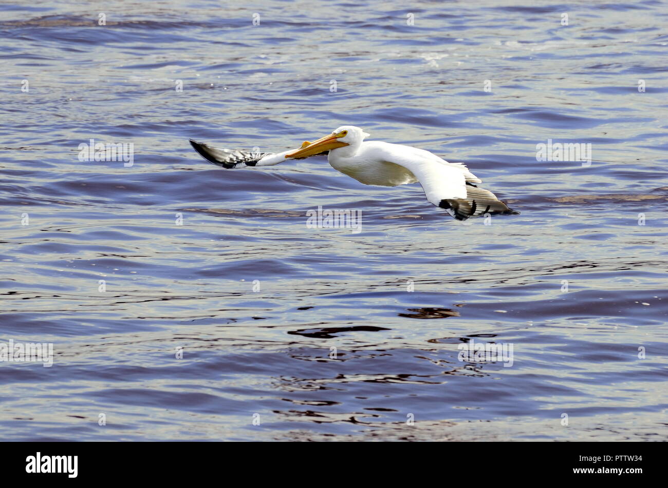 low flying pelican with it's black tipped wings barely above the water ...