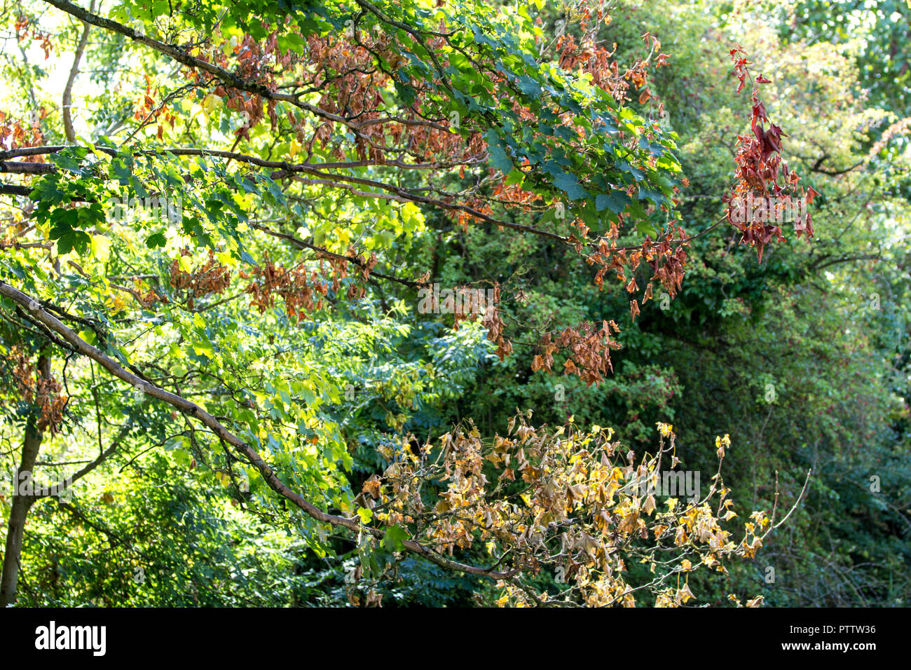 Turning trees hi-res stock photography and images - Alamy