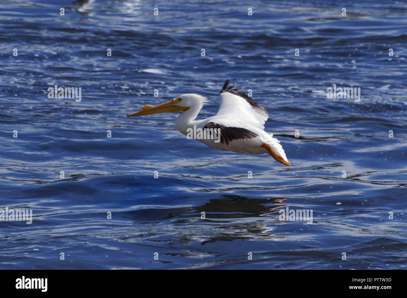 low flying pelican coast above the waters surface Stock Photo - Alamy
