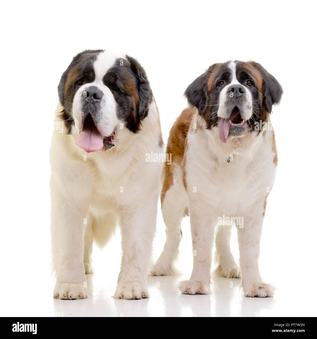 Bernhardiner hi-res stock photography and images - Alamy