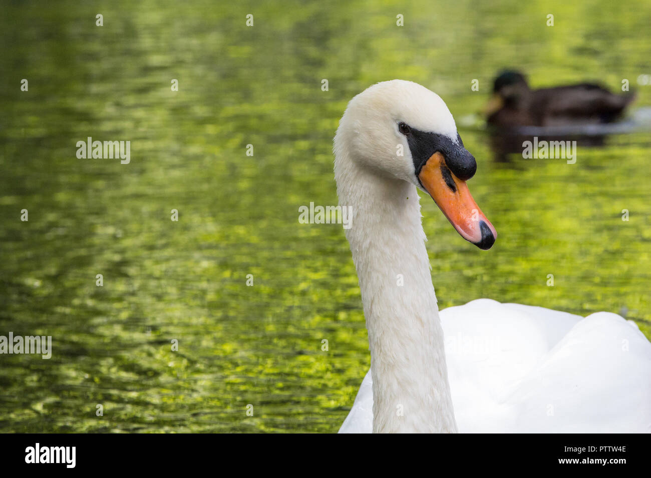 Swan breeds hi-res stock photography and images - Alamy