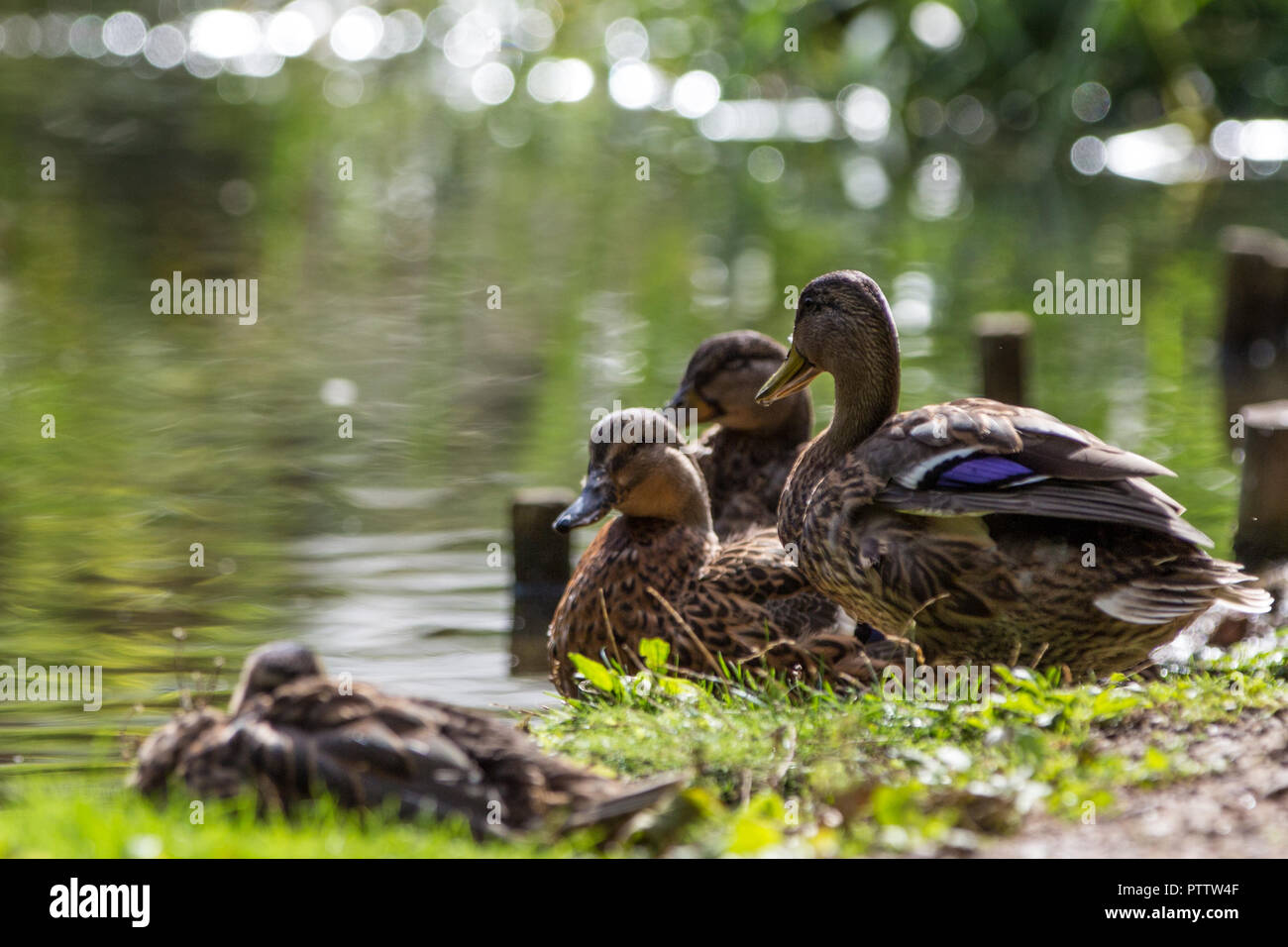 Ducks Lined Up Stock Photos & Ducks Lined Up Stock Images - Alamy