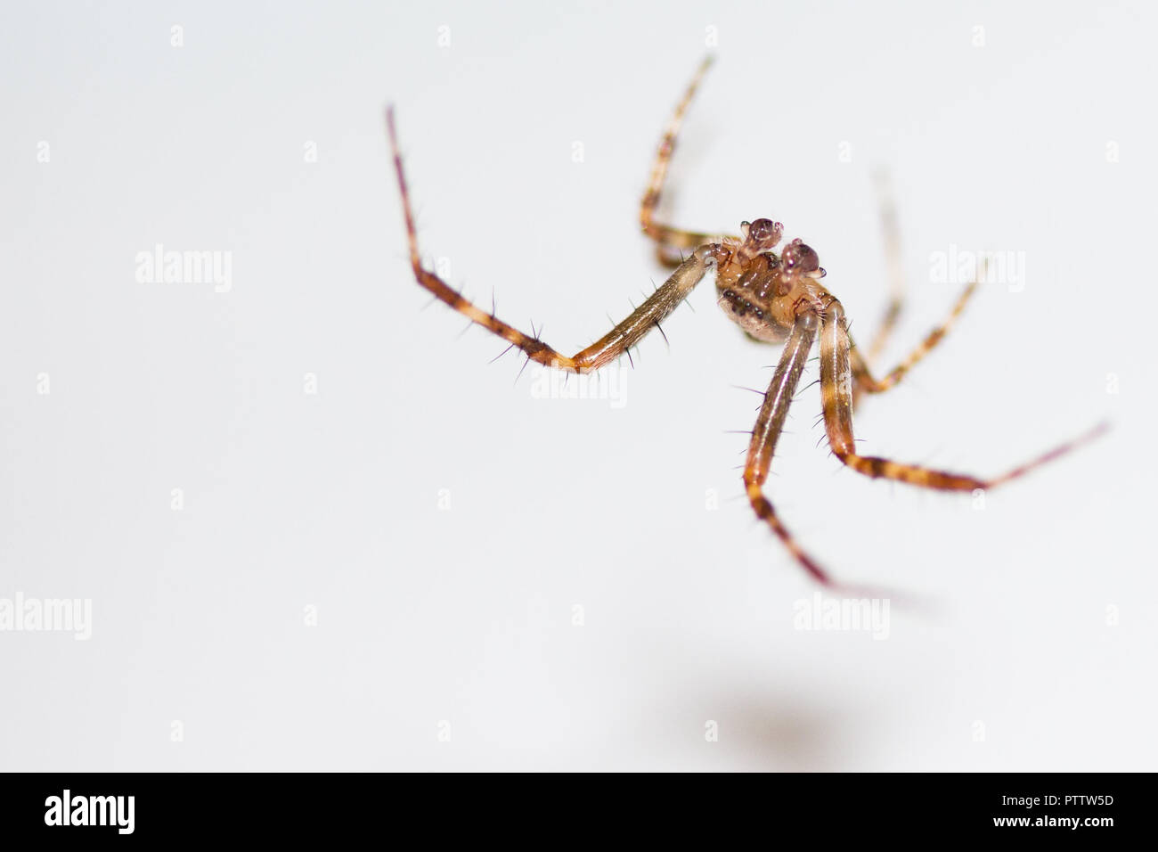 Suspended spider web image hi-res stock photography and images - Alamy