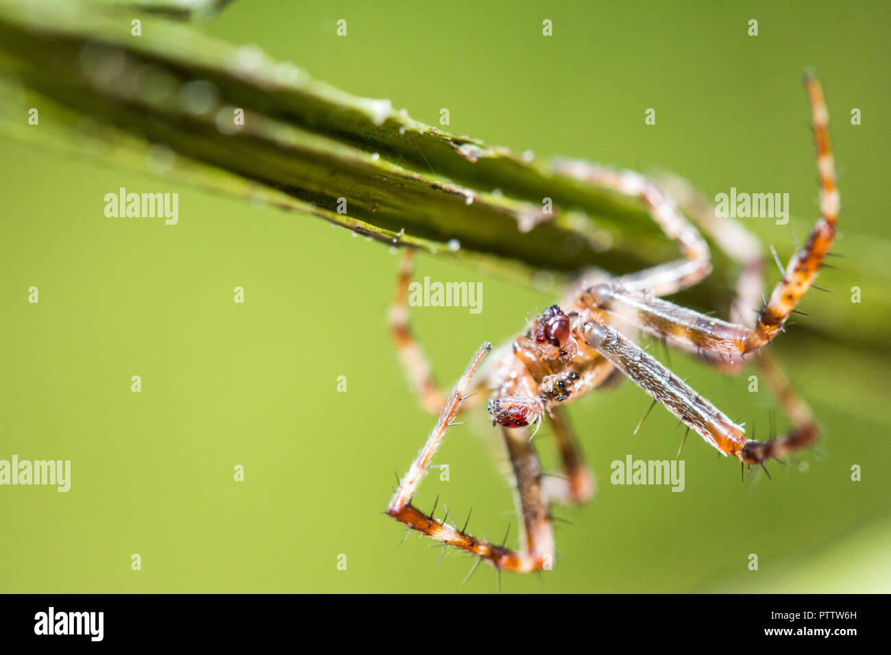 Suspended spider web image hi-res stock photography and images - Alamy