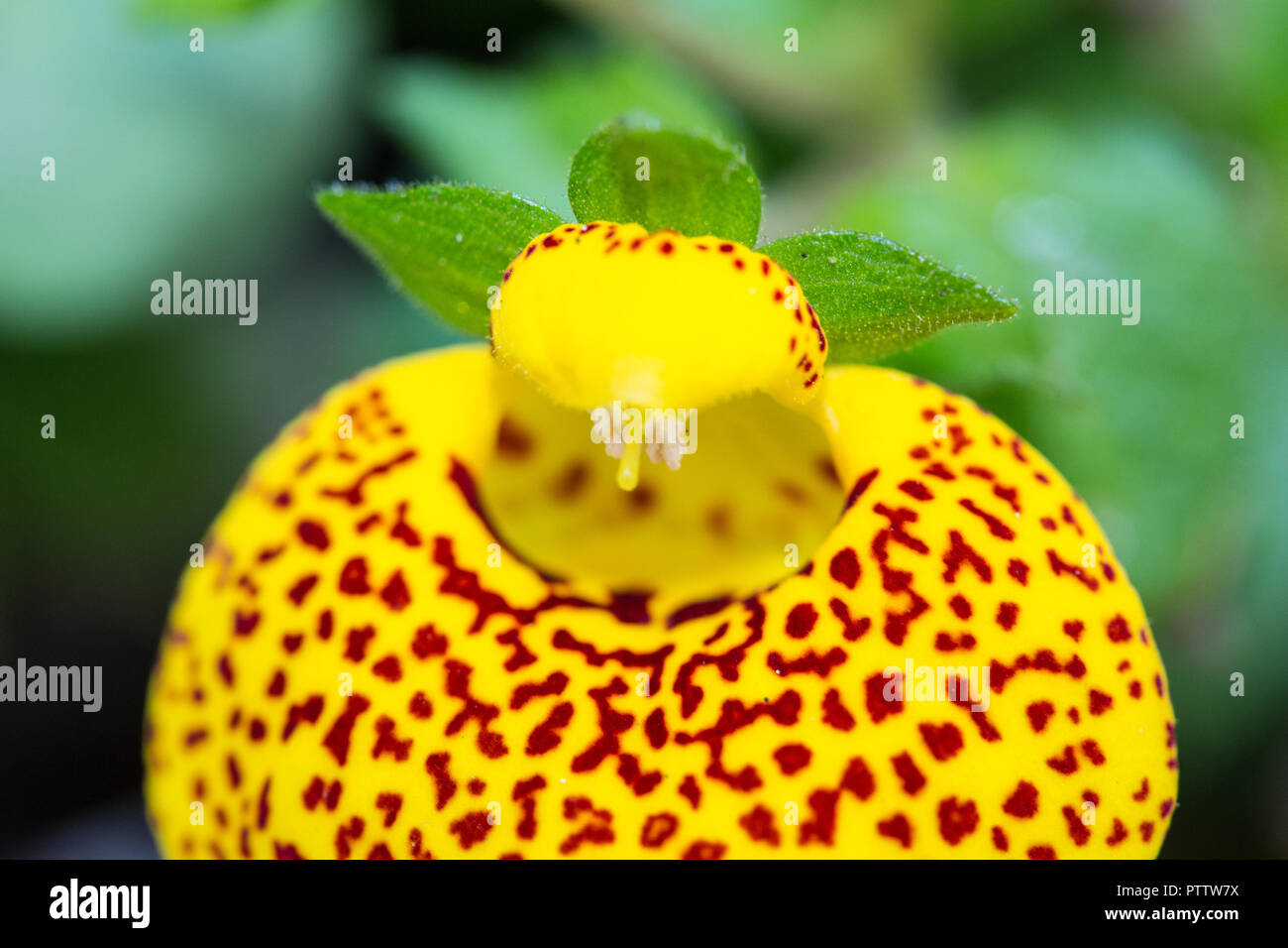 Zoomed in flower hi-res stock photography and images - Alamy