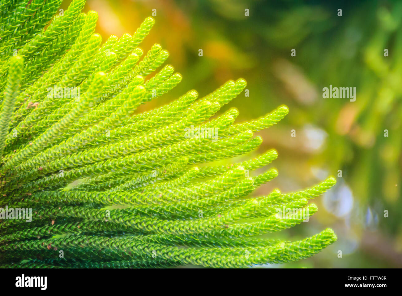 Norfolk Island pine (Araucaria heterophylla) green leaves background ...