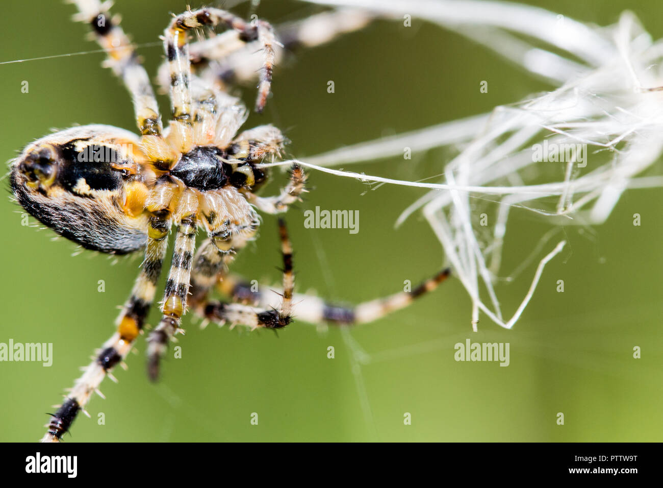 Suspended spider web image hi-res stock photography and images - Alamy