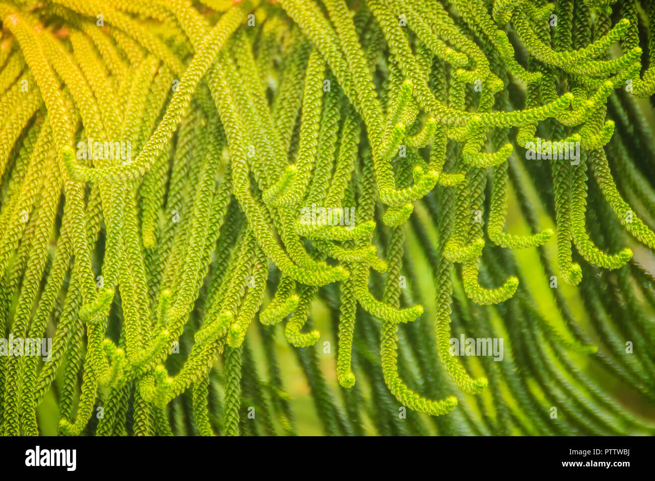 Norfolk Island pine (Araucaria heterophylla) green leaves background ...