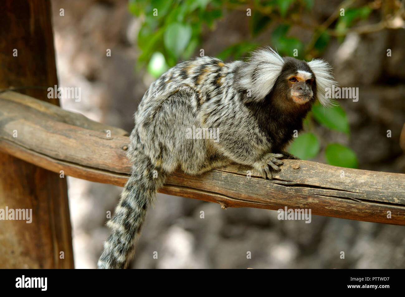 Cute marmoset hi-res stock photography and images - Alamy