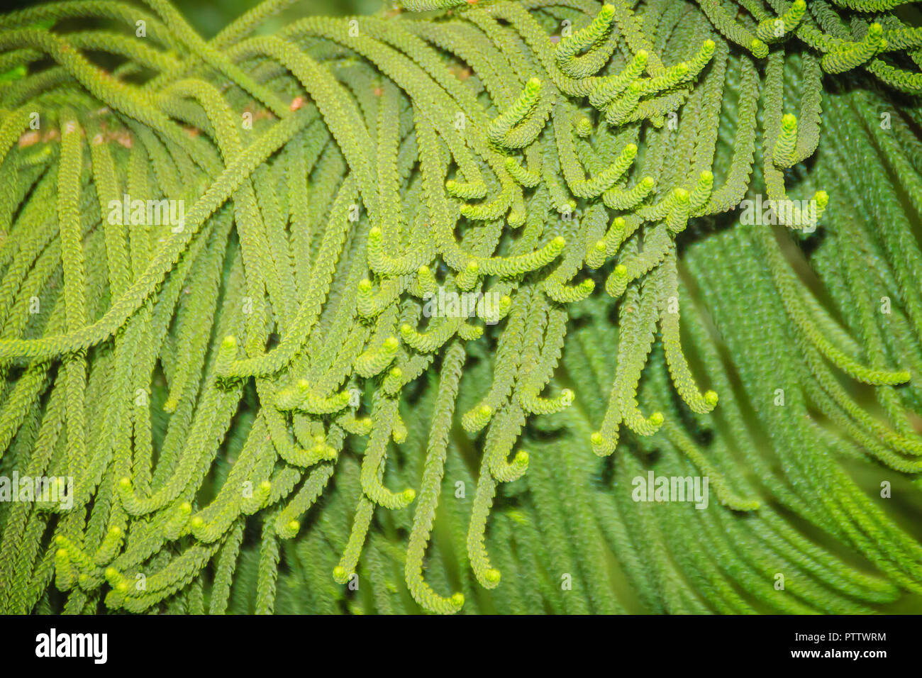 Norfolk Island pine (Araucaria heterophylla) green leaves background ...