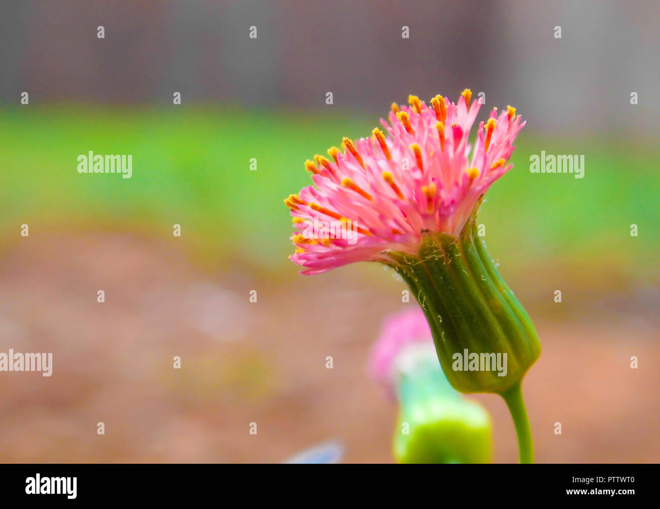 Red flower brazilian plant hi-res stock photography and images - Alamy