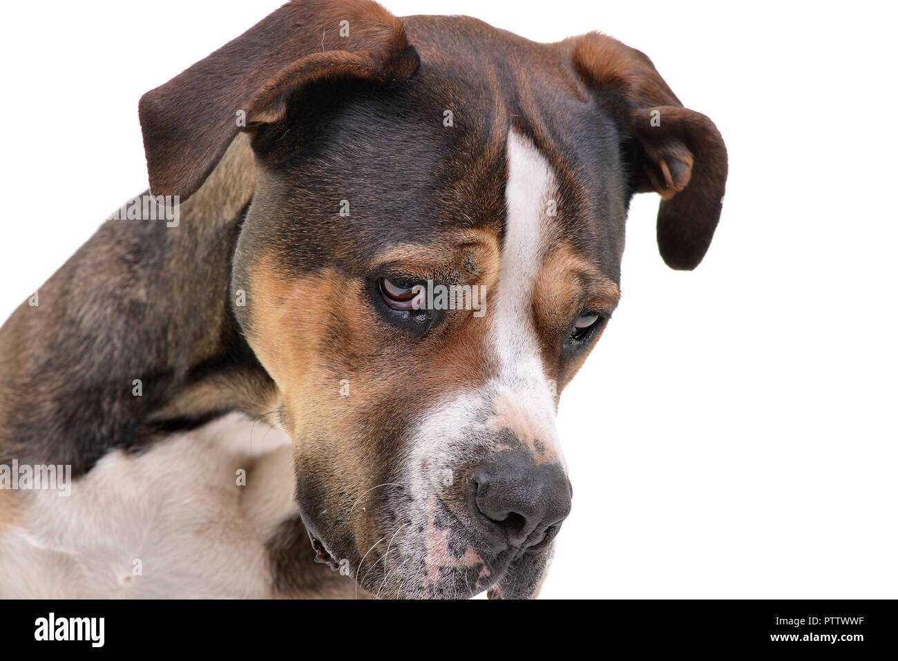 Portrait of an adorable mixed breed dog - isolated on white background ...