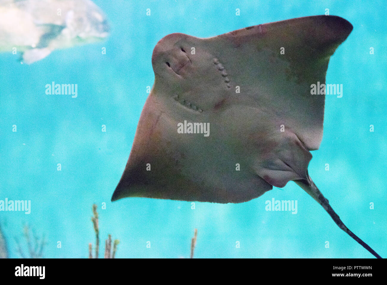 Friendly stingray hi-res stock photography and images - Alamy