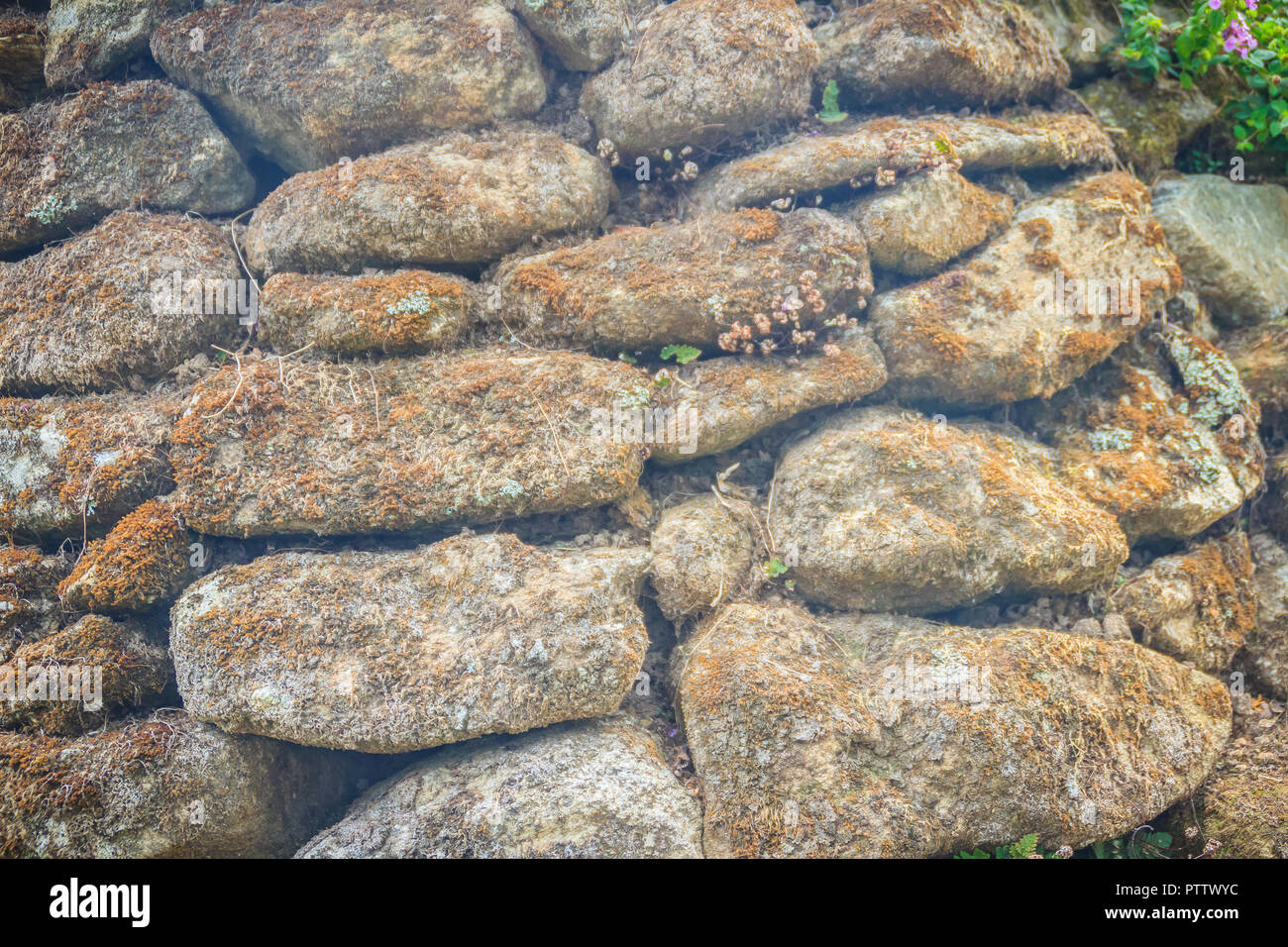 Dry mossy stone wall texture background. Brown stone walls of old ...