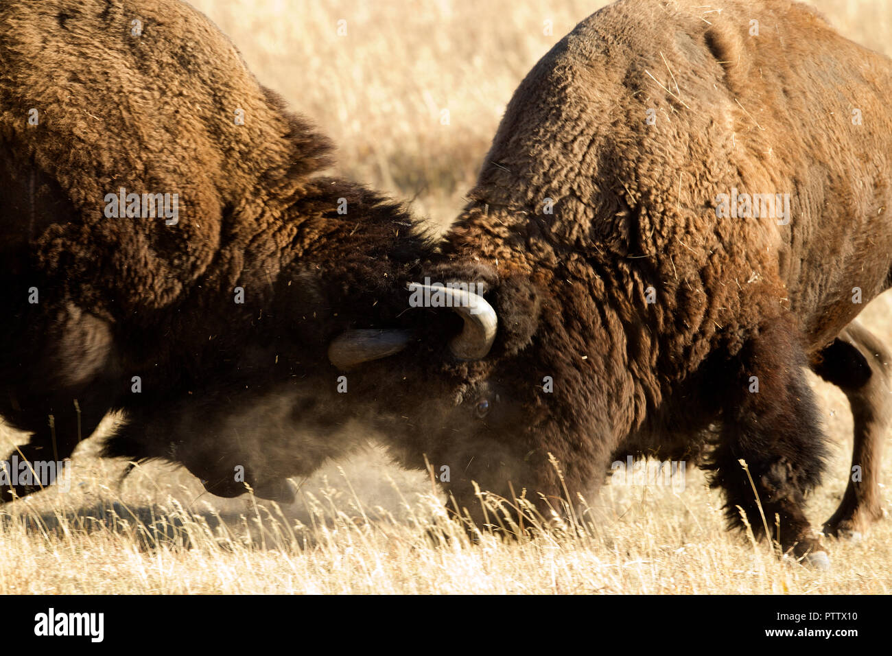 American bison and fighting hi-res stock photography and images - Alamy