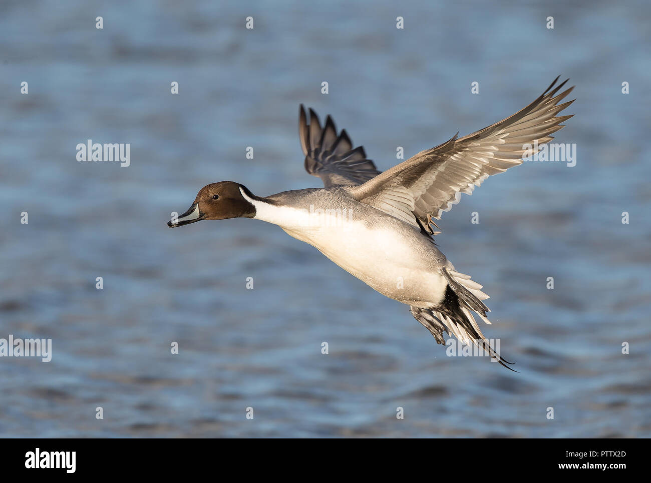 Northern pintail duck (Anas acuta) landing on water at UK wetlands reserve Stock Photo - Alamy