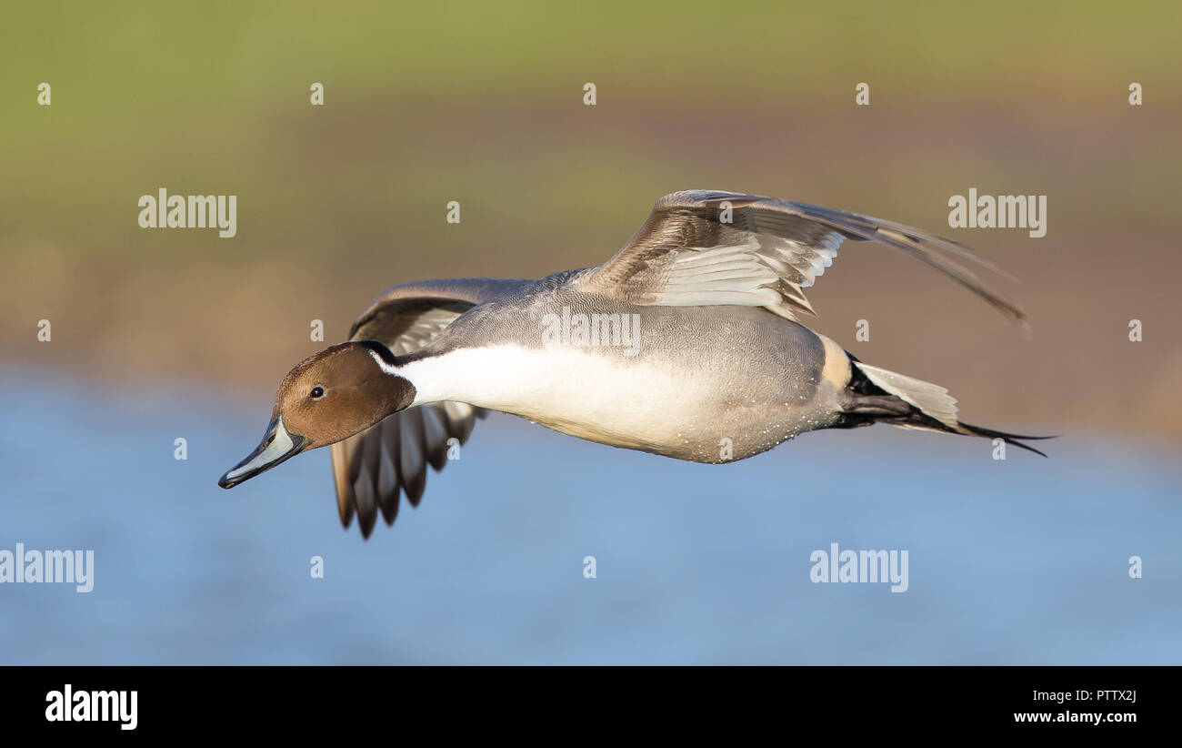 Close up of wild UK Northern pintail drake (Anas acuta) isolated in ...