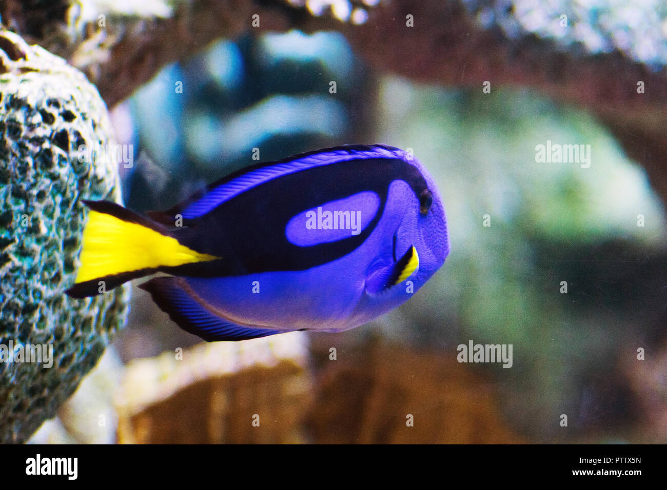 Blue tang fish hi-res stock photography and images - Alamy