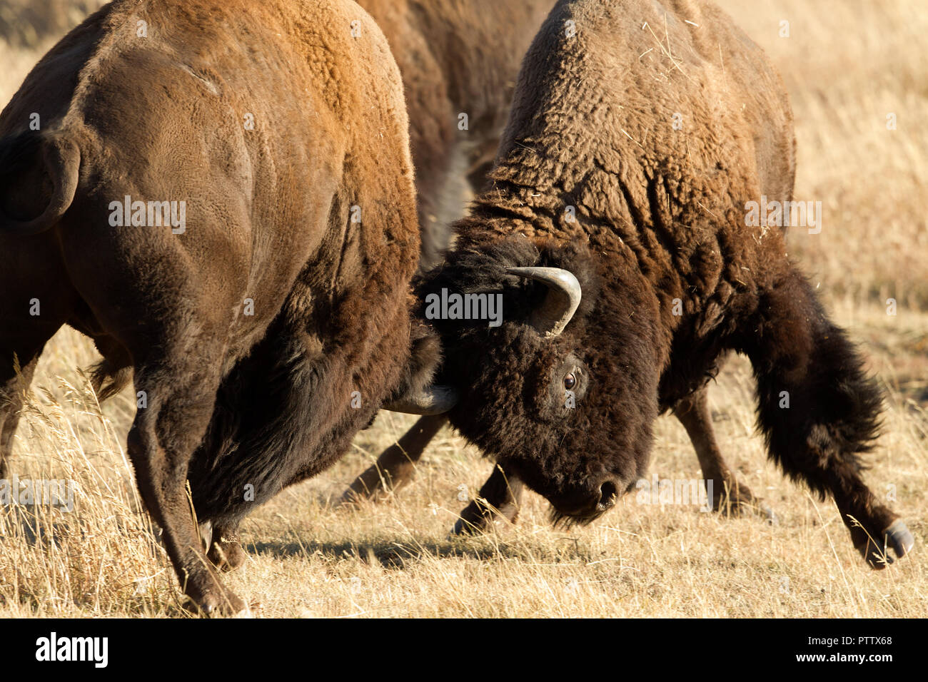 American bison bulls hi-res stock photography and images - Alamy