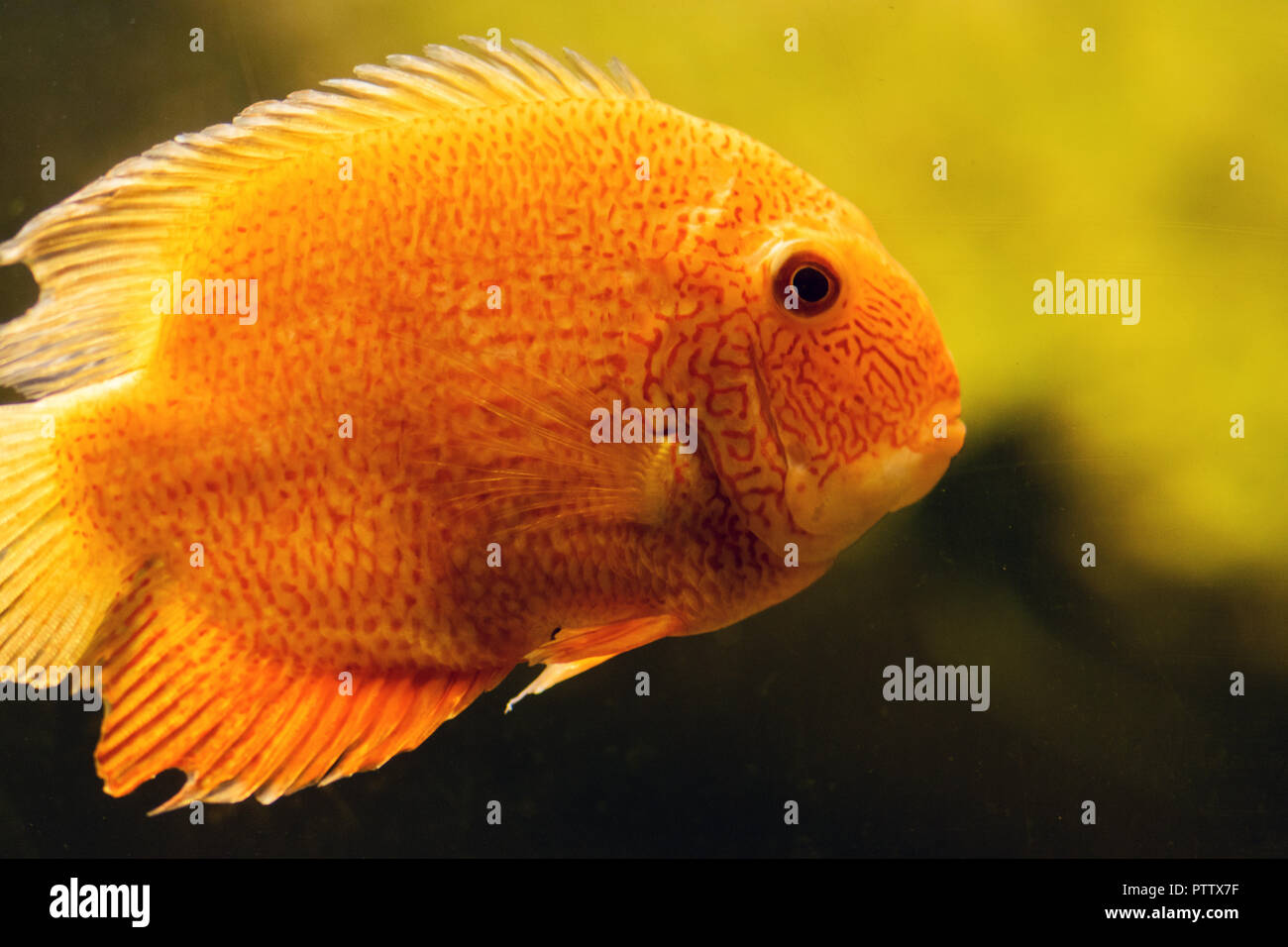 Orange Pomacentridae fish in the aquarium, Close up Stock Photo - Alamy