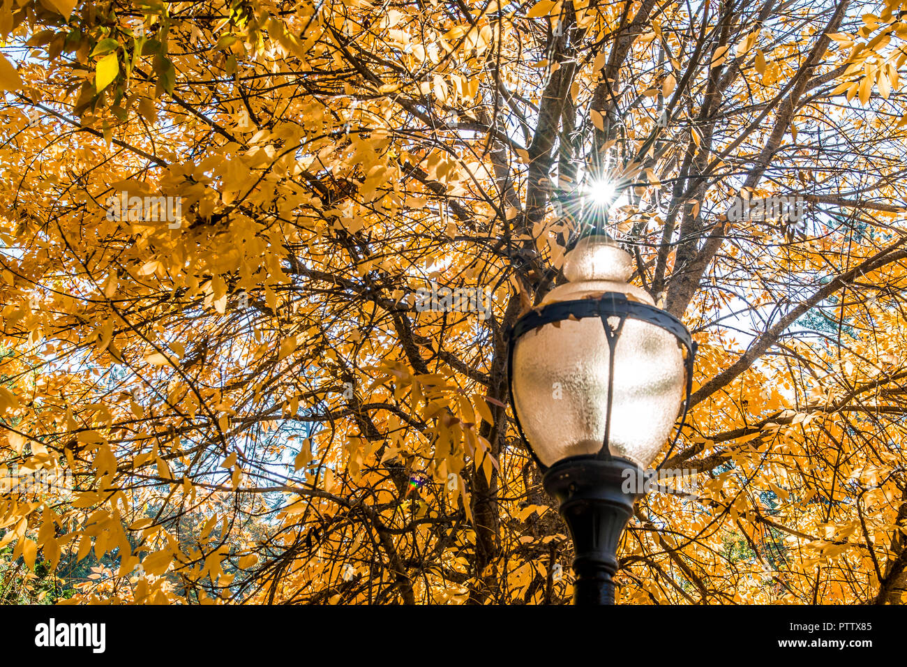 Lamp post in front of the sun during autumn in Lithia Park in Ashland ...