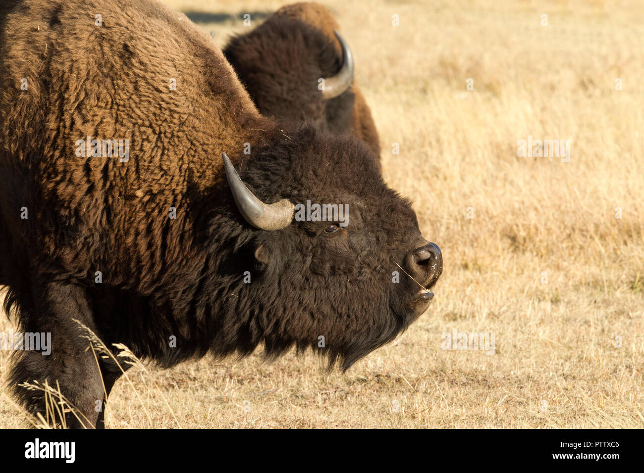 Bison bull flehmen response hi-res stock photography and images - Alamy