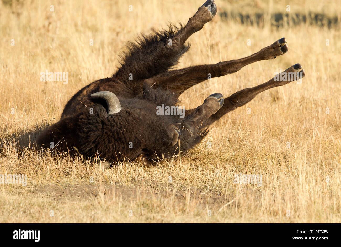 American bison rolling in field taking a dust bath hi-res stock ...