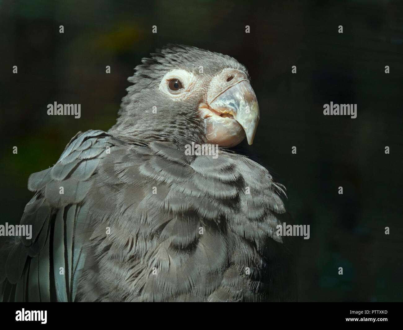 Vasa Parrot High Resolution Stock Photography and Images - Alamy