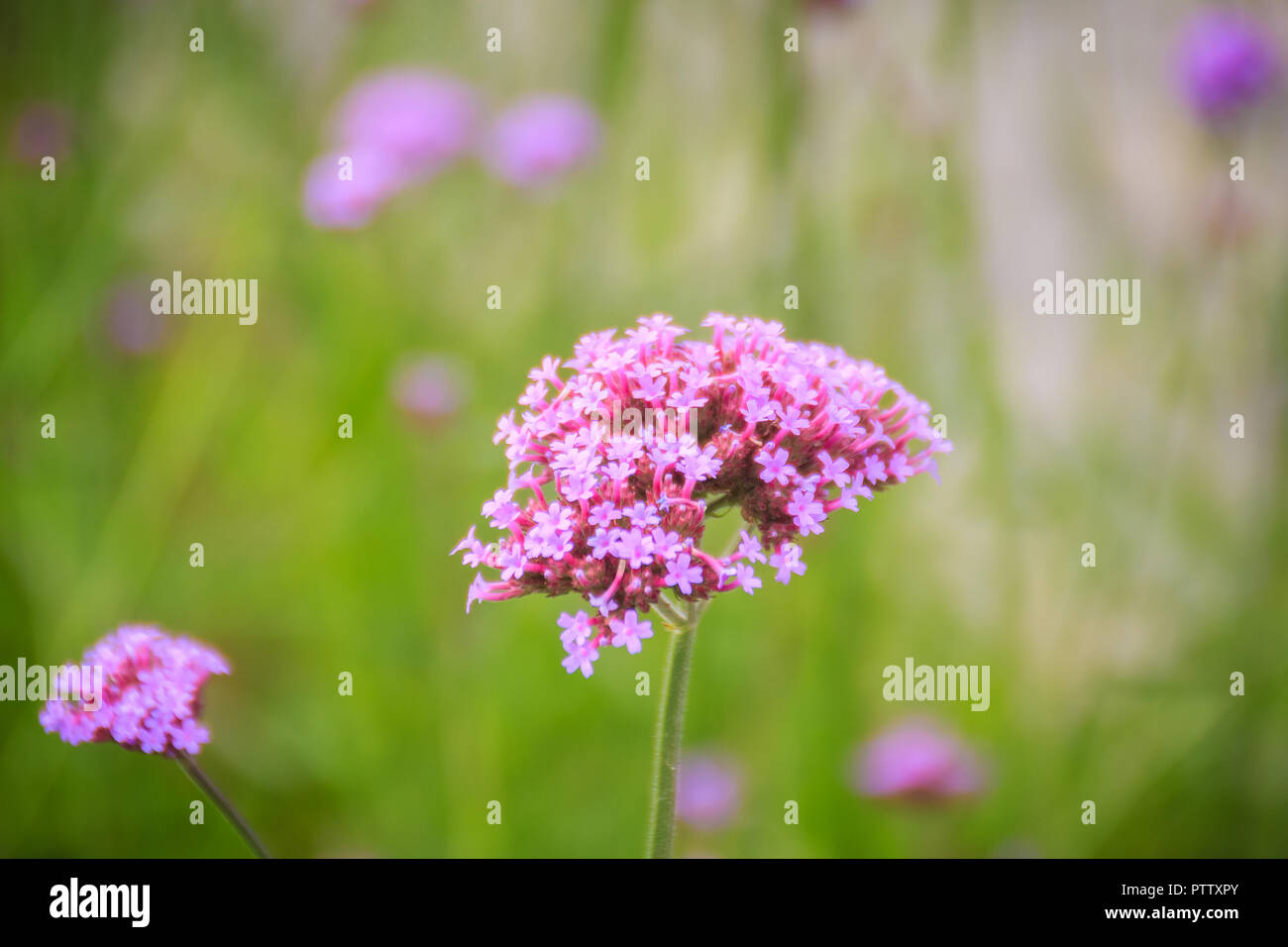 Beautiful purple flower of Verbena bonariensis, also know as purpletop vervain, clustertop ...