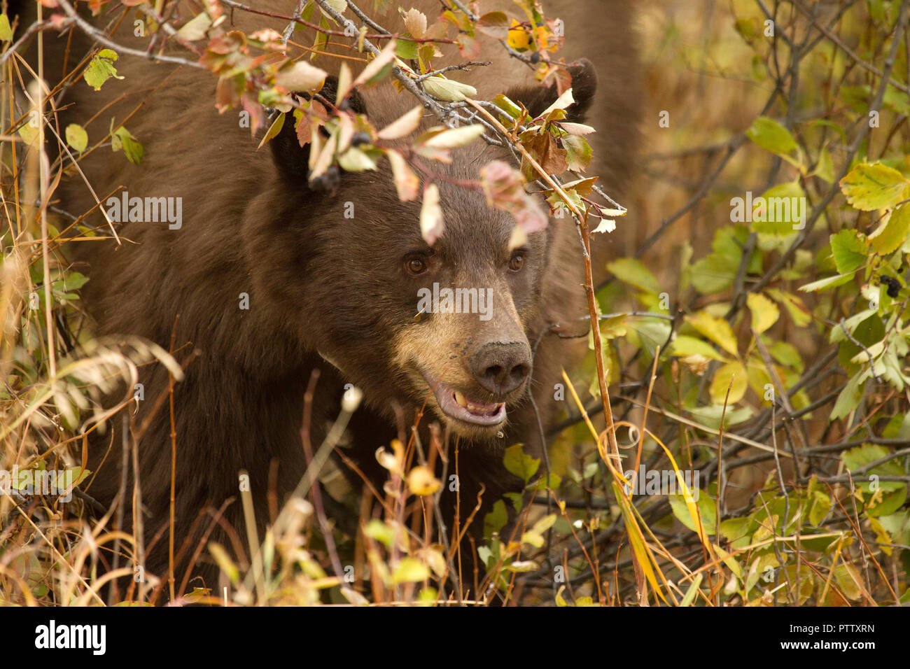 Bear eating berries hi-res stock photography and images - Alamy