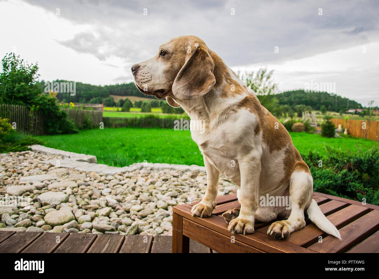 Dog With Owner Sad High Resolution Stock Photography and Images - Alamy