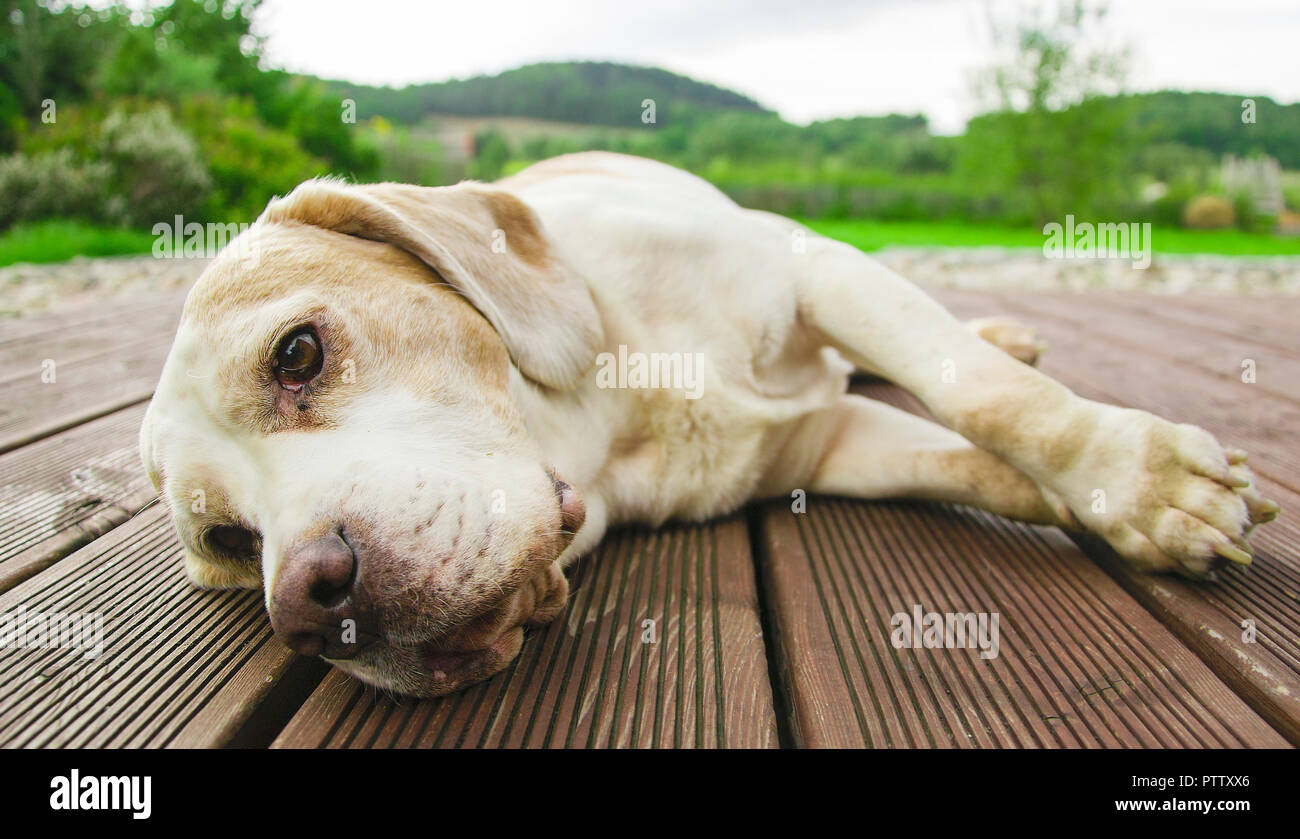 Sad Animal Quotes