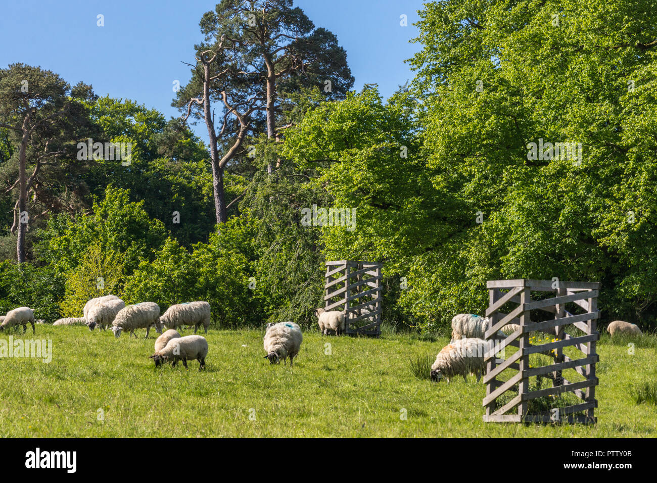 Bucolic scene hi-res stock photography and images - Alamy
