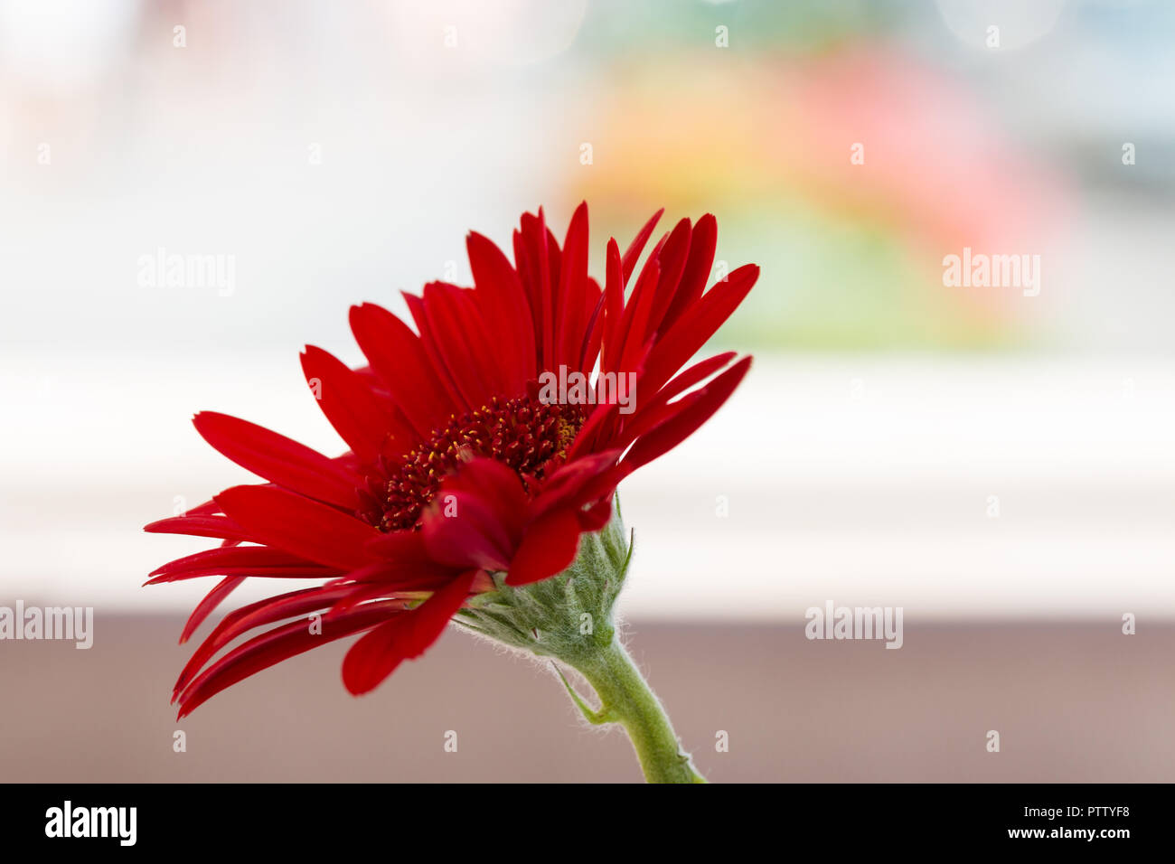 Flower bloom vibrant decoration hi-res stock photography and images - Alamy
