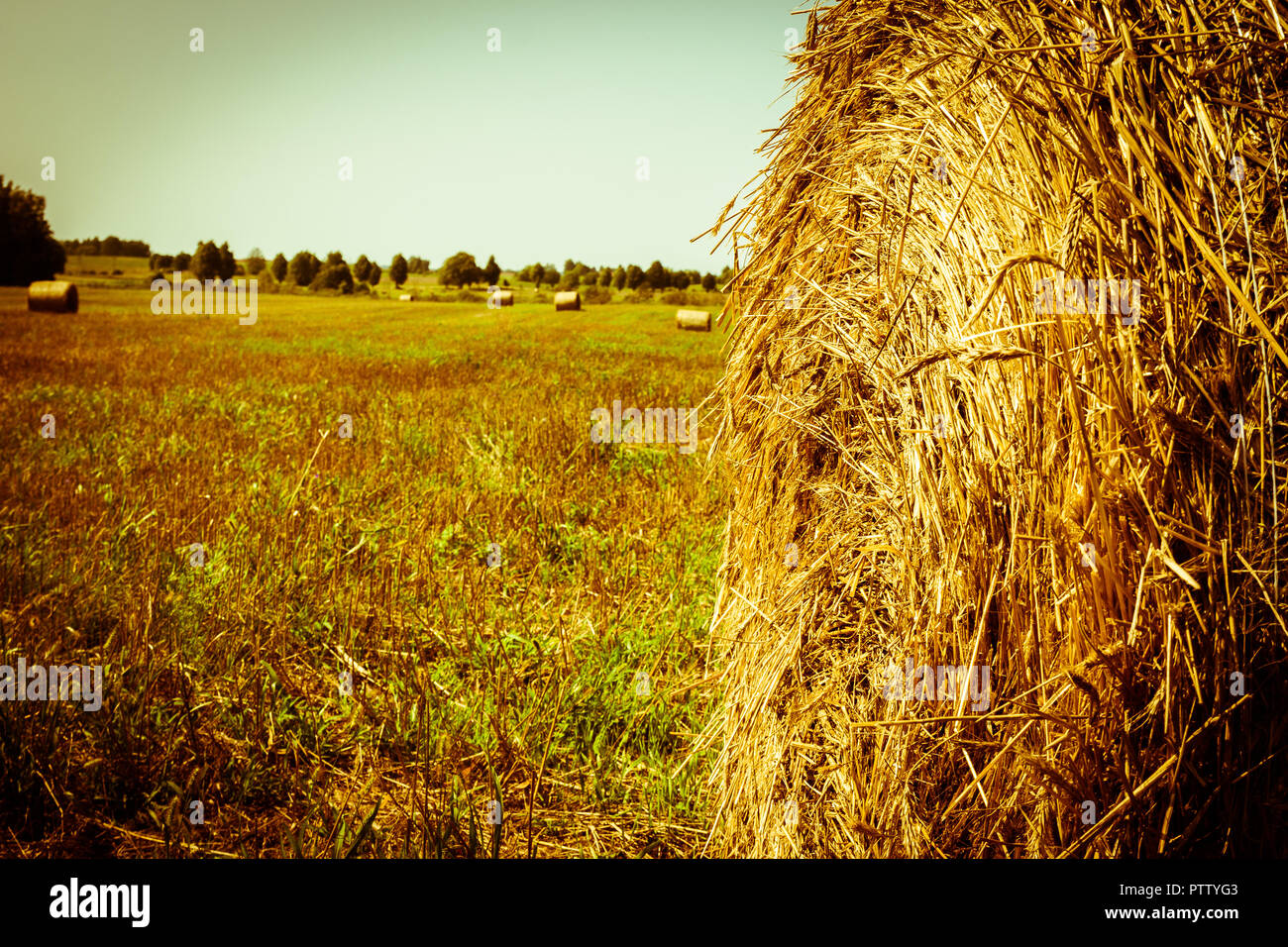 Stubble and grass hi-res stock photography and images - Alamy