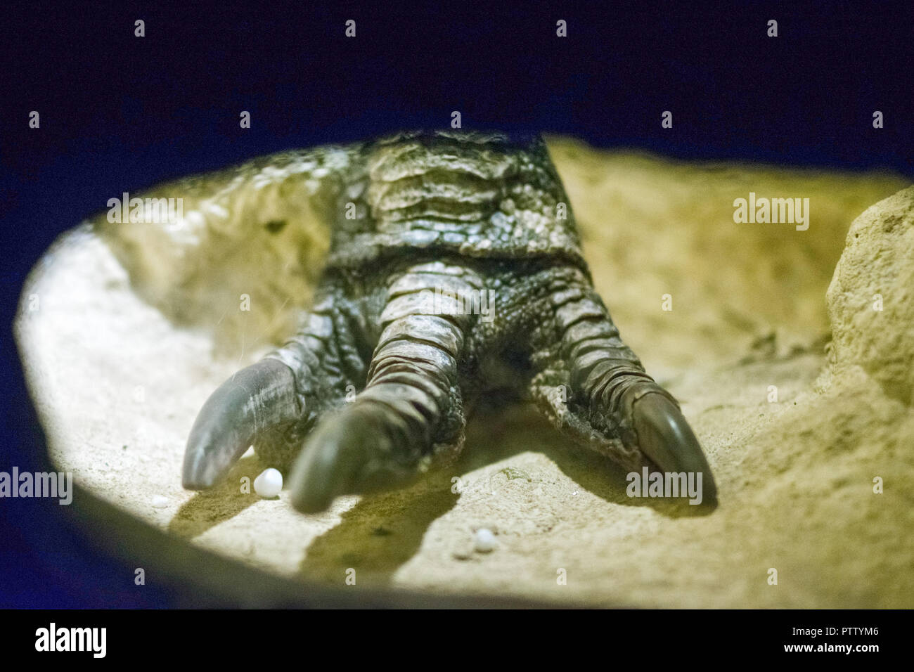 Reptile leg hi-res stock photography and images - Alamy