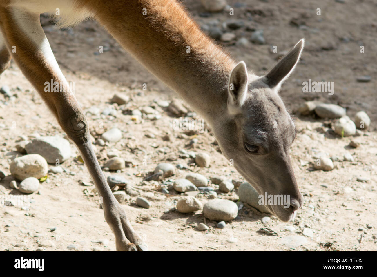 Portrait of a guanaco (Lama guanicoe), a camelid native to South ...
