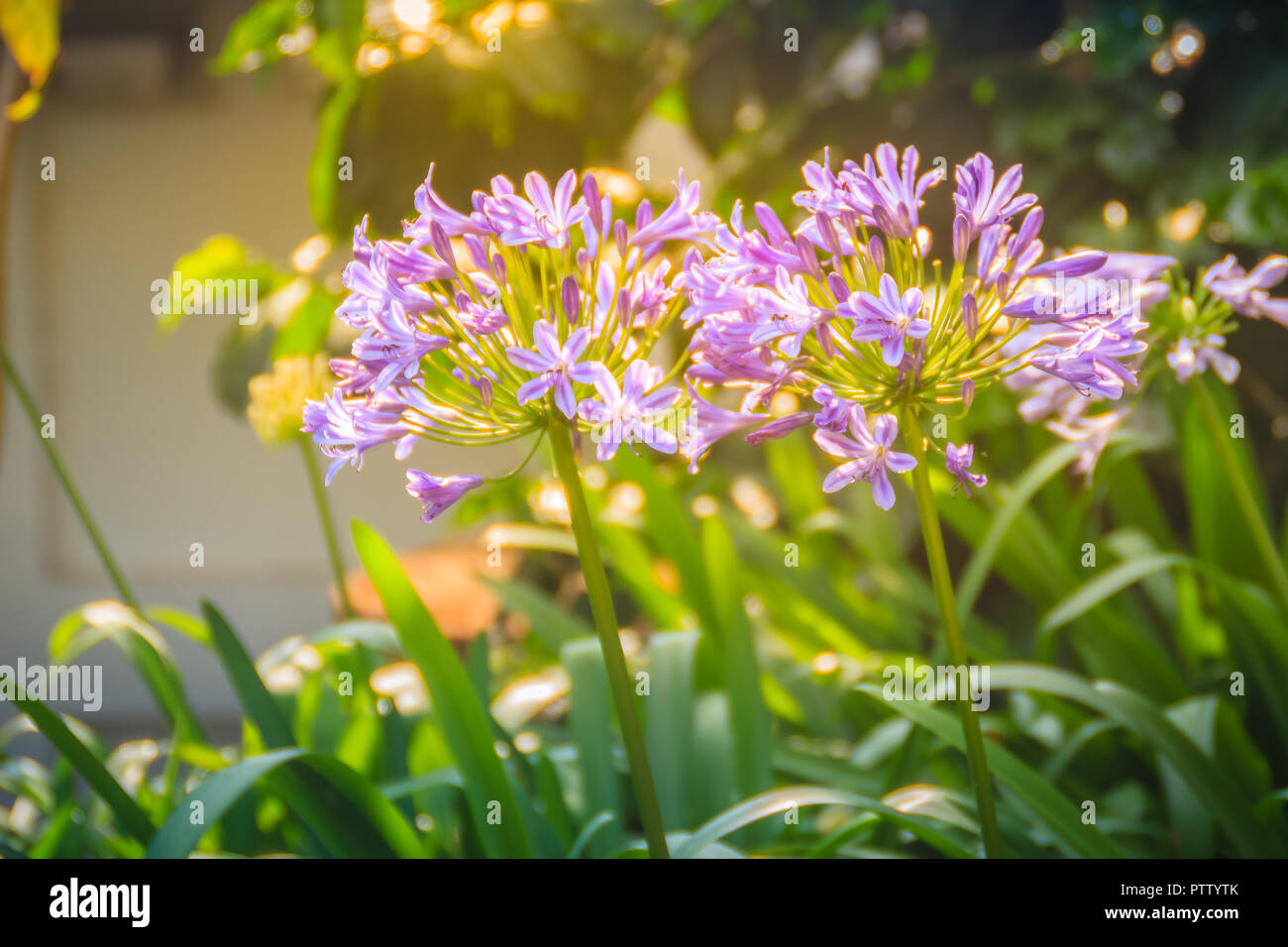 Beautiful purple Agapanthus africanus flower (African lily or lily of ...