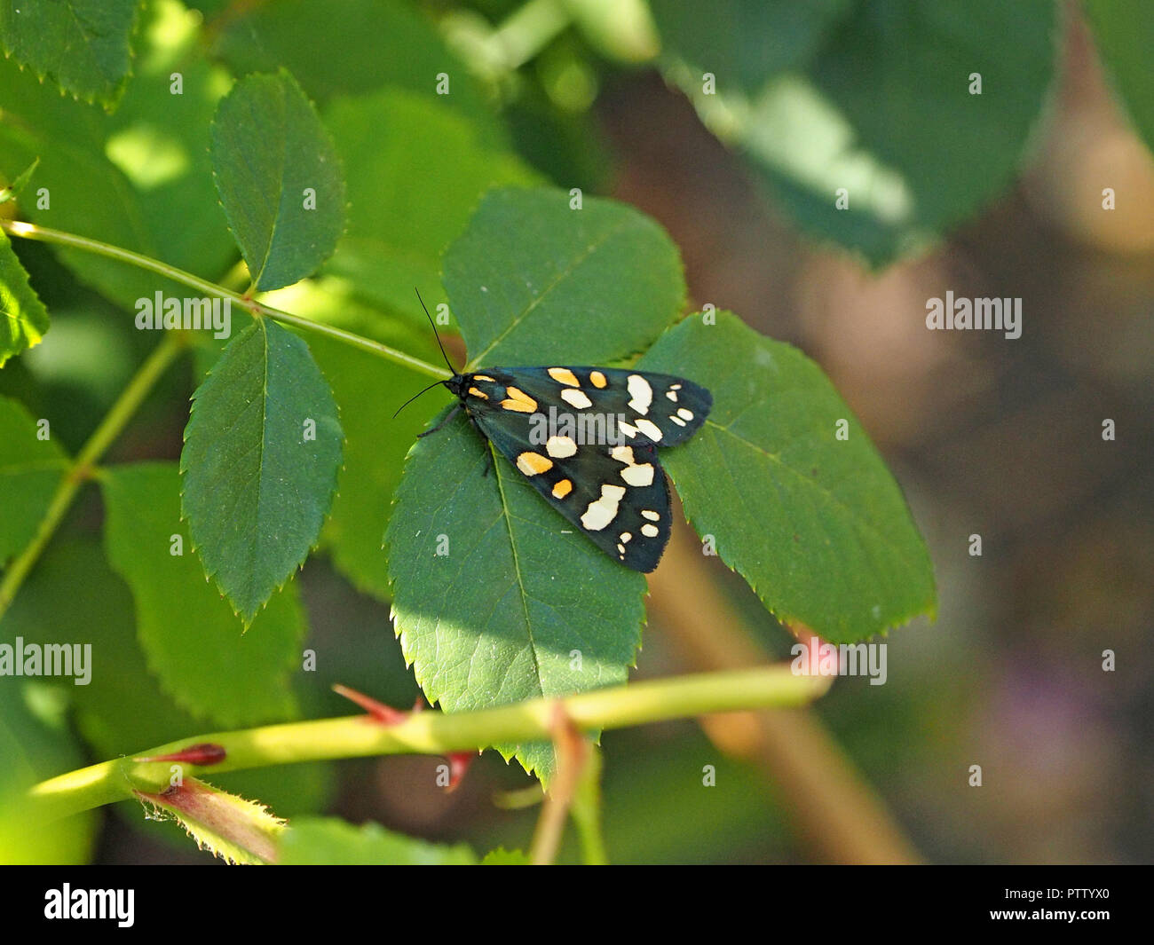 day-flying colourful Scarlet Tiger Moth (Callimorpha dominula formerly ...