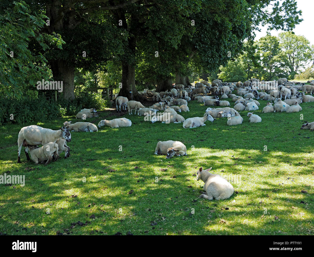 flock of white sheep in the Cotswolds England UK sheltering in the ...