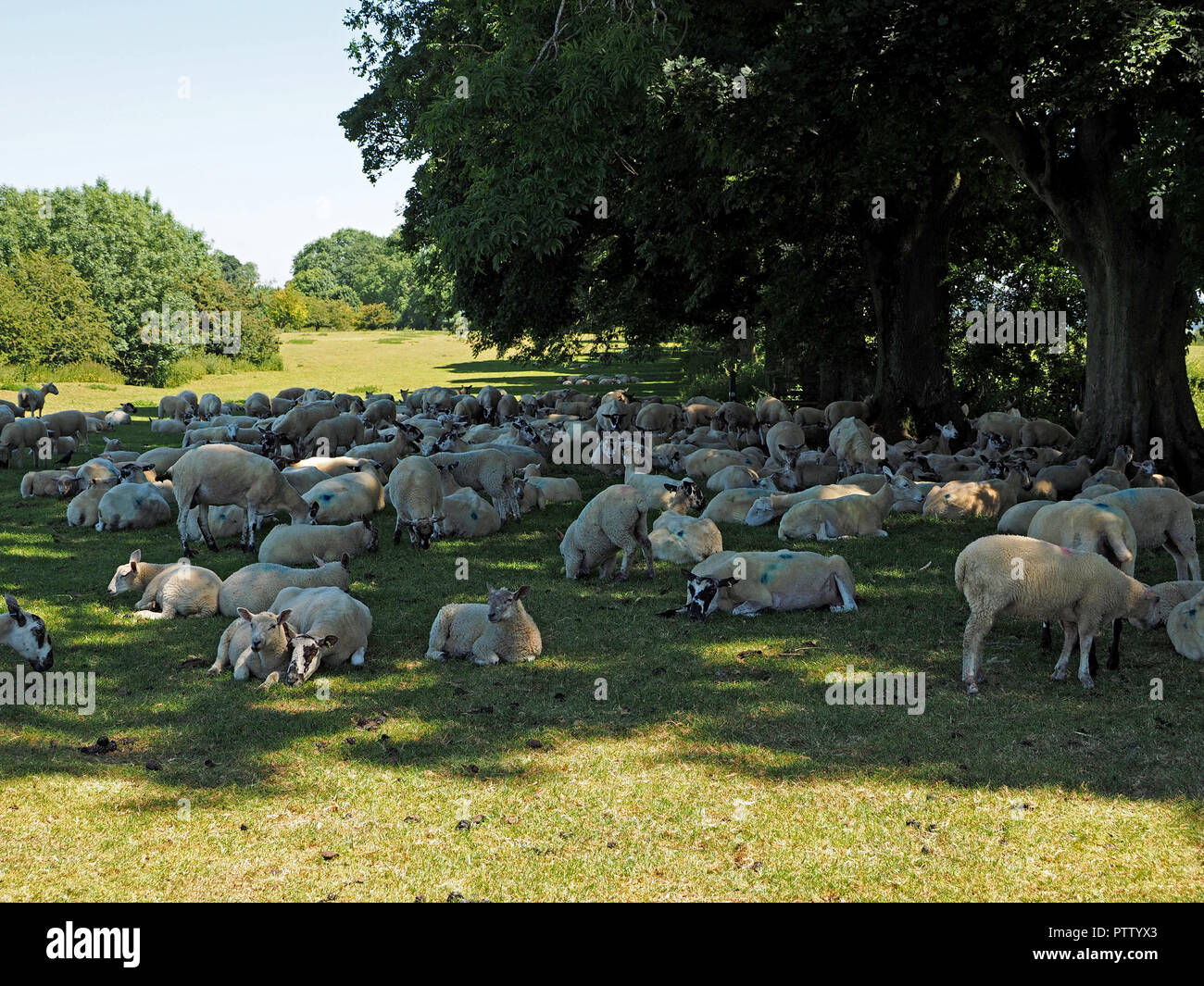 flock of white sheep in the Cotswolds England UK sheltering in the ...