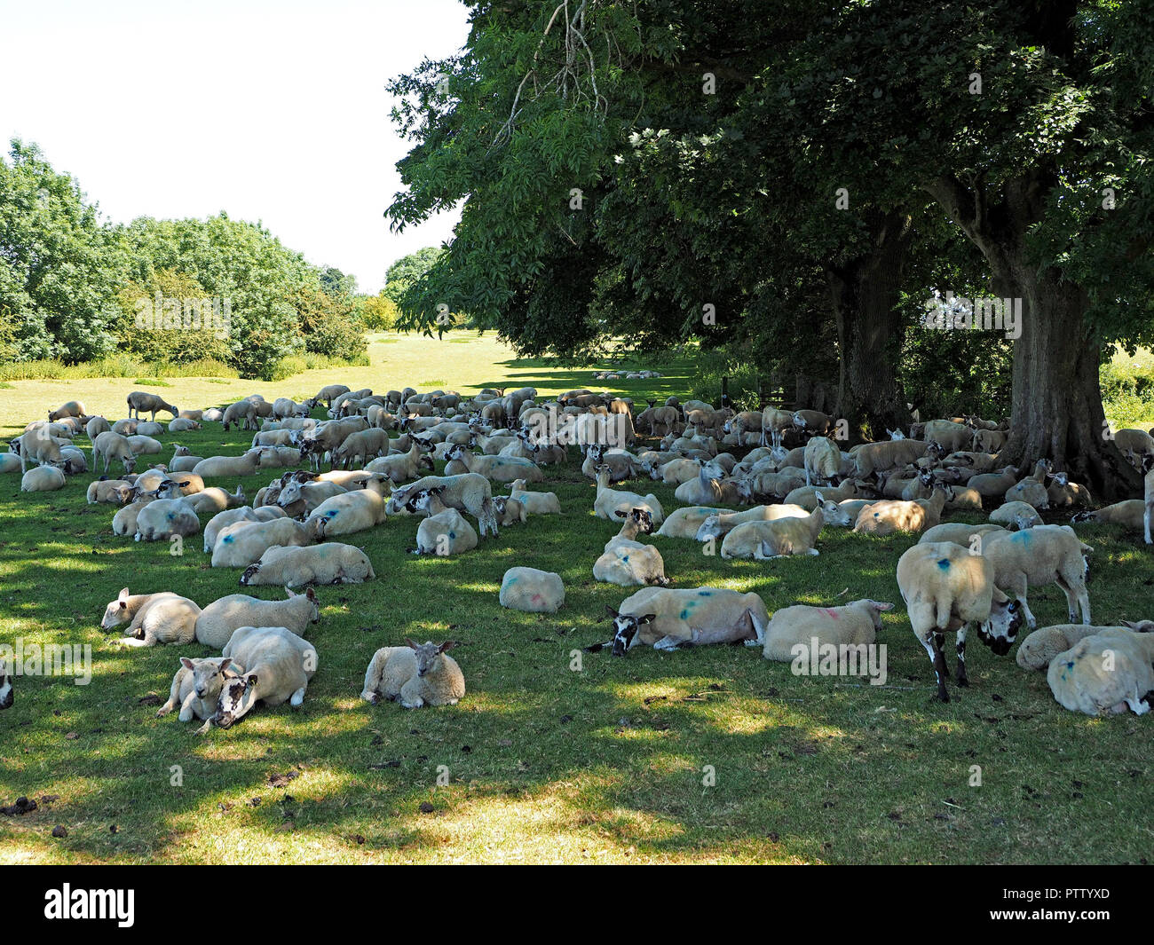 flock of white sheep in the Cotswolds England UK sheltering in the ...